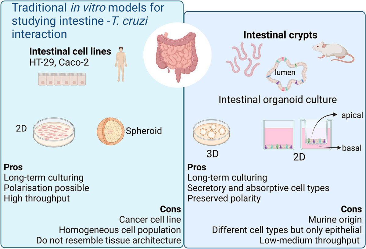 Frontiers | Murine colon organoids as a novel model to study ...
