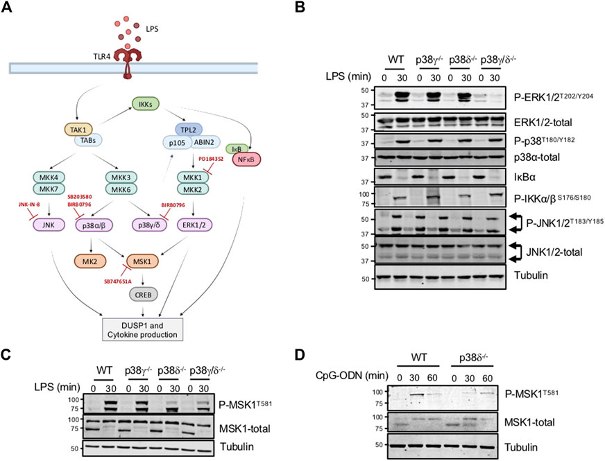 Frontiers | p38δ controls Mitogen- and Stress-activated Kinase-1 (MSK1) function in response to ...