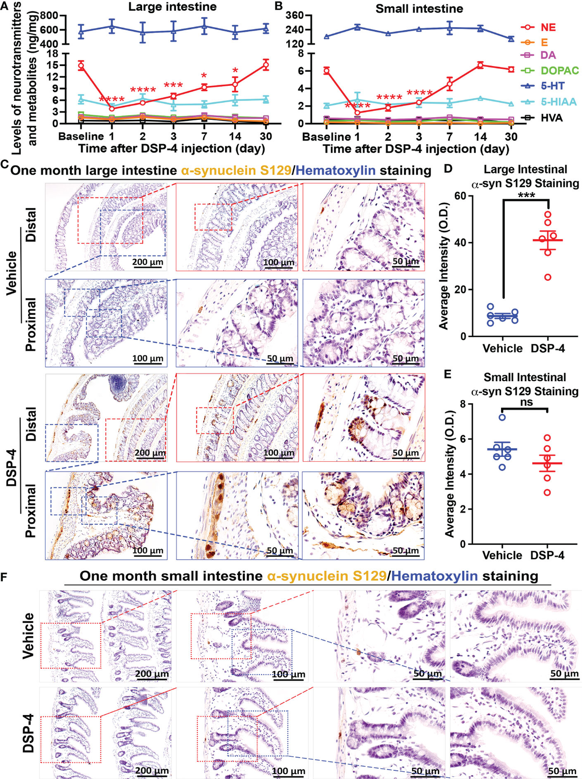 Frontiers | Dysfunction of the noradrenergic system drives inflammation ...