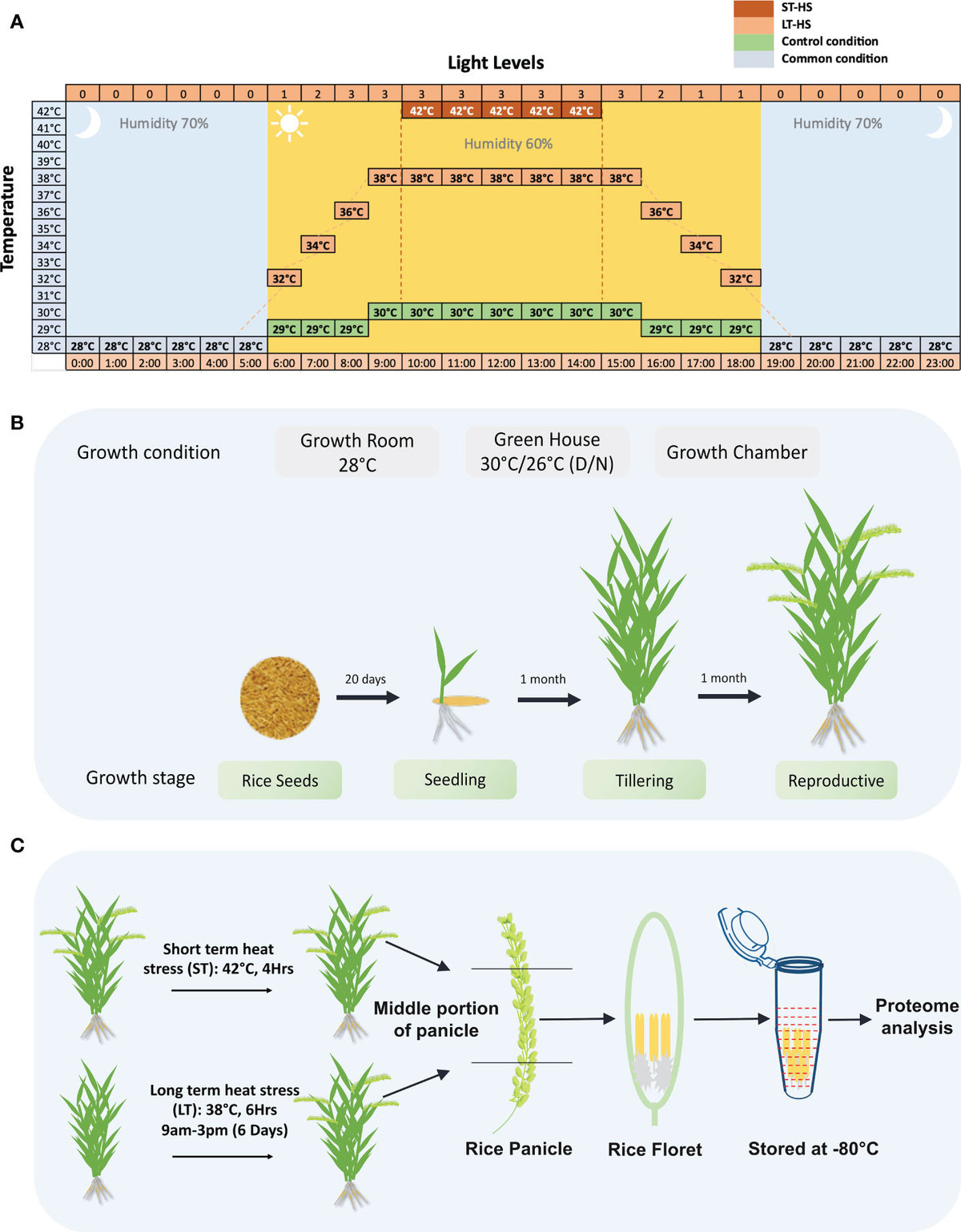 Frontiers | Heat-induced proteomic changes in anthers of contrasting ...