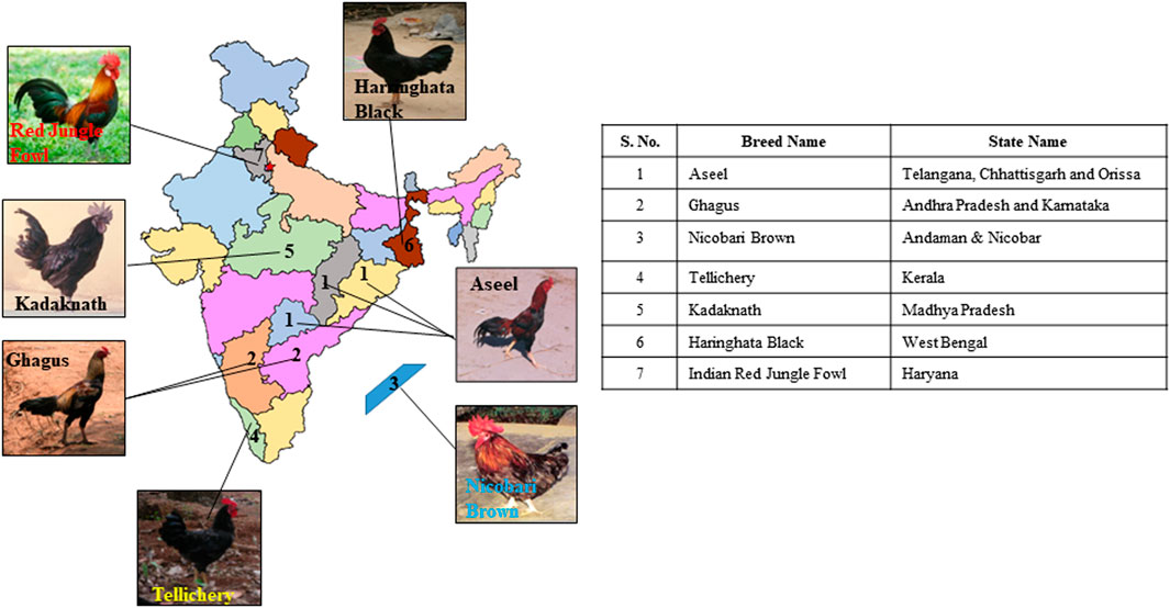 Frontiers | Indian Red Jungle fowl reveals a genetic relationship with ...
