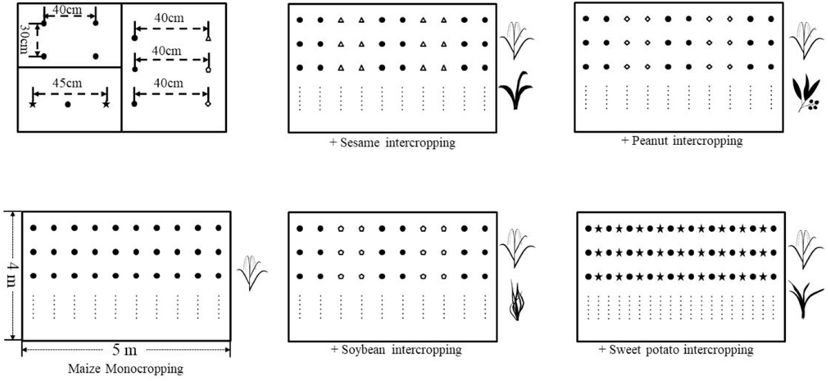 Frontiers | Intercropping enhances microbial community diversity and ...