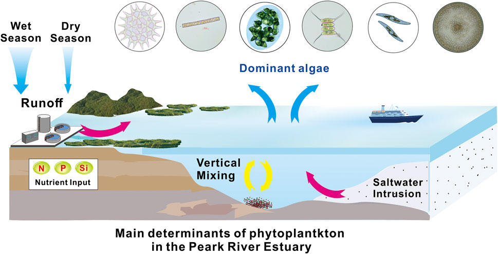 Frontiers | Advances in phytoplankton population ecology in the Pearl ...