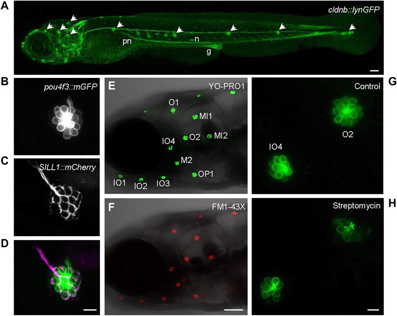 Frontiers | Hair cell toxicology: With the help of a little fish