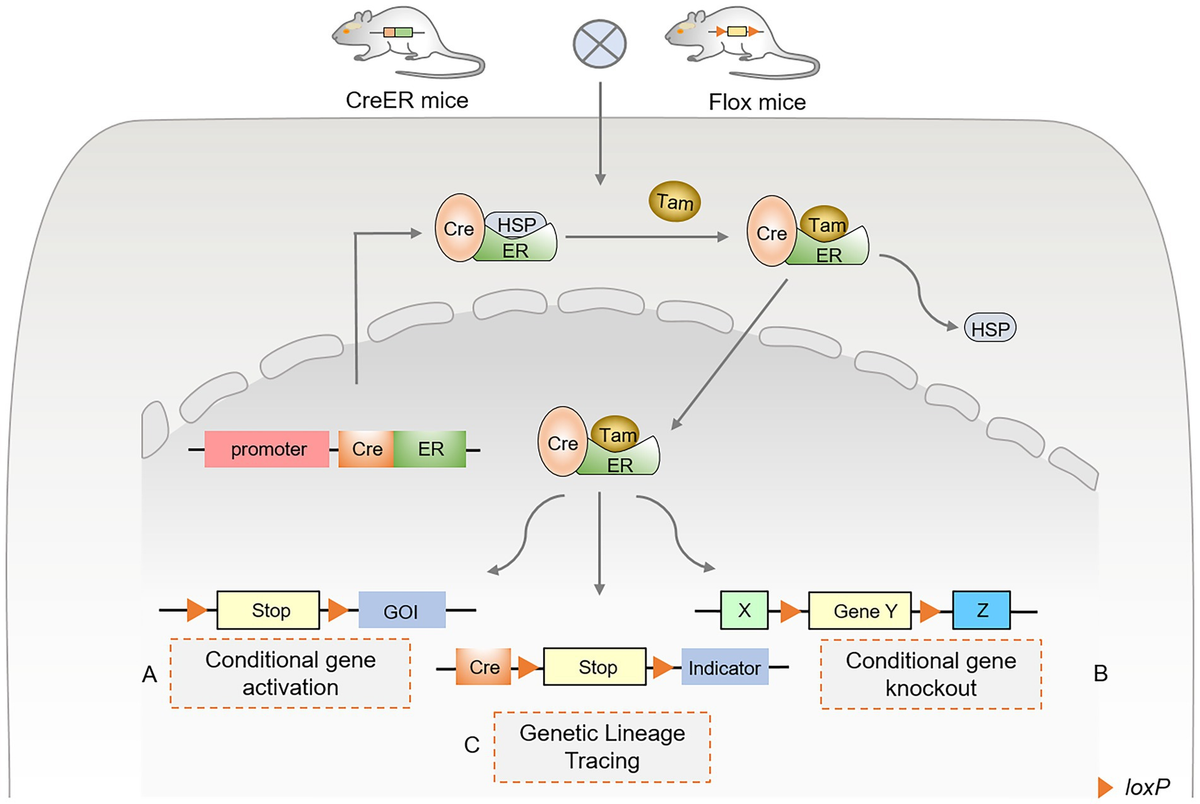 Frontiers | Cre-loxP-mediated genetic lineage tracing: Unraveling cell ...