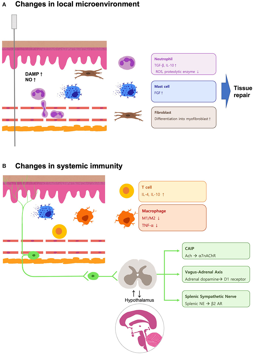 Frontiers | Changes of local microenvironment and systemic immunity ...