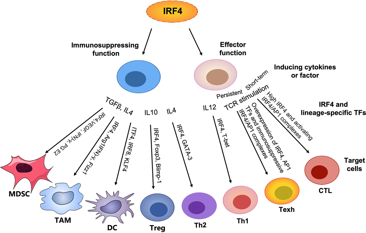 Frontiers | Regulatory effects of IRF4 on immune cells in the tumor ...