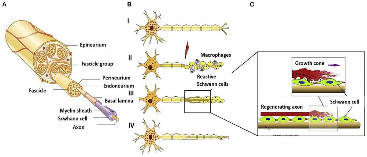Frontiers | New techniques and methods for prevention and treatment of ...