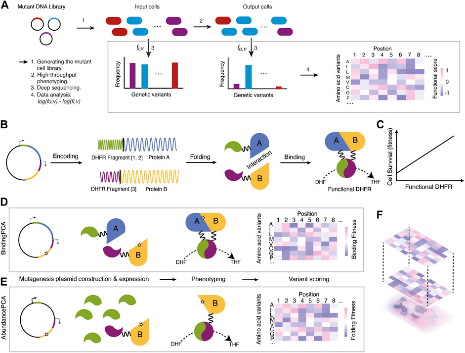 Frontiers | Deep mutational scanning: A versatile tool in ...