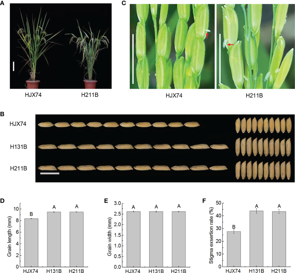 Frontiers | Grain shape is a factor affecting the stigma exsertion rate ...