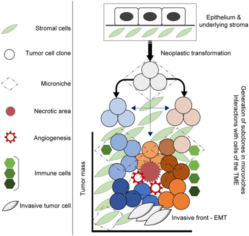 Frontiers | Delineating intra-tumoral heterogeneity and tumor evolution ...