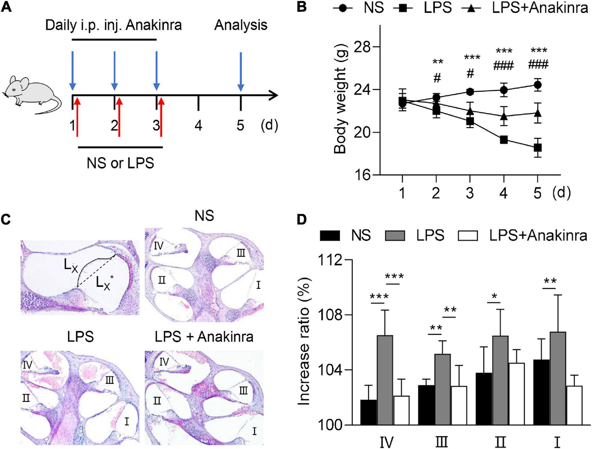Frontiers | Protective effect of anakinra on audiovestibular function ...