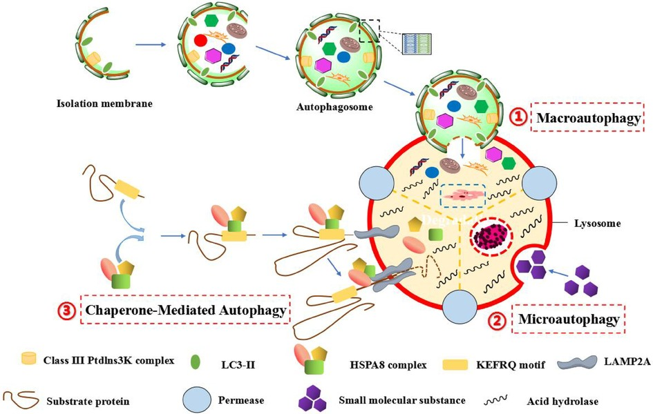 Frontiers | The role of autophagy in cardiovascular disease: Cross ...