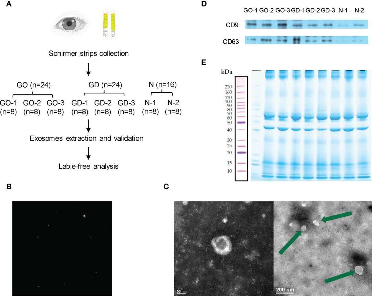 Frontiers | Tear-derived exosomal biomarkers of Graves’ ophthalmopathy