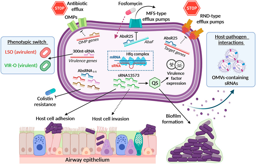 Frontiers | The Acinetobacter baumannii model can explain the role of small non-coding RNAs as ...
