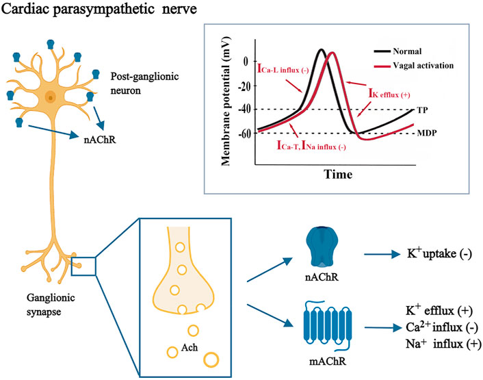 Frontiers | Selection of patients with symptomatic vagal-induced sinus ...