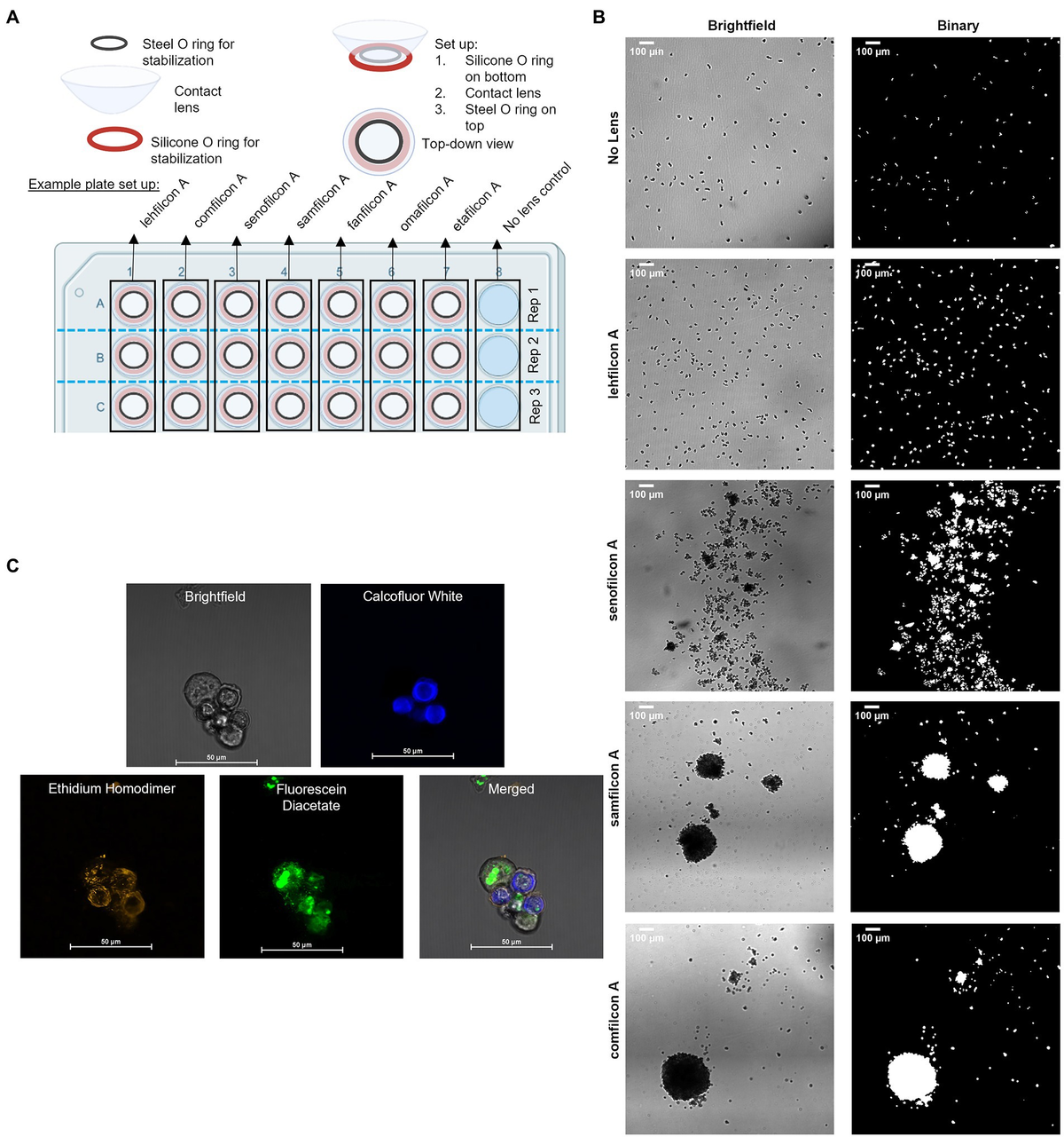 Frontiers | Acanthamoeba spp. aggregate and encyst on contact lens ...