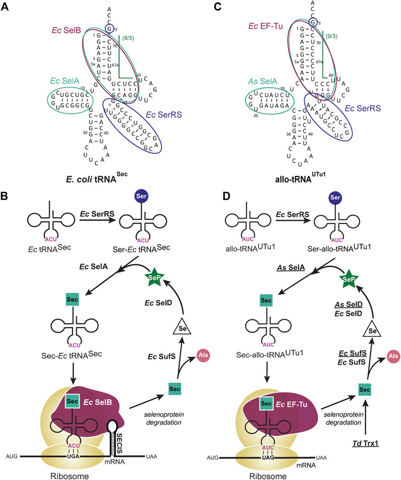 Frontiers | Harnessing selenocysteine to enhance microbial cell ...