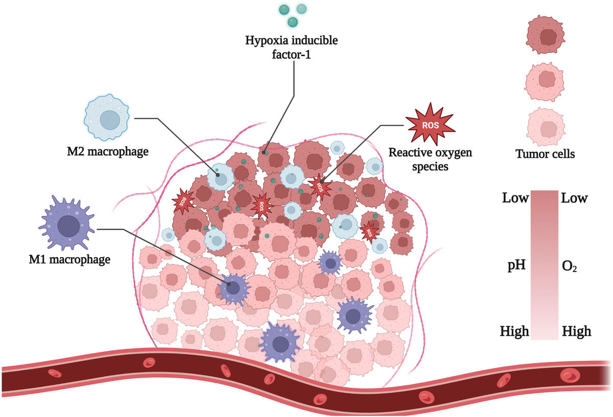 Frontiers | Hypoxia-responsive nanomaterials for tumor imaging and therapy