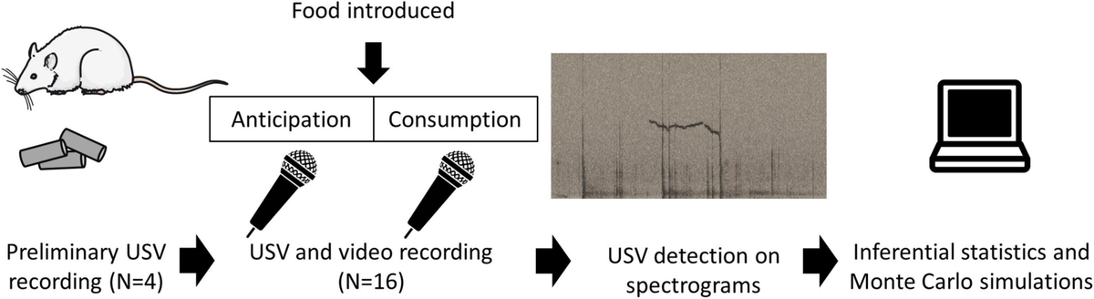 Frontiers | Rats chirp with their mouth full: During an experimental ...