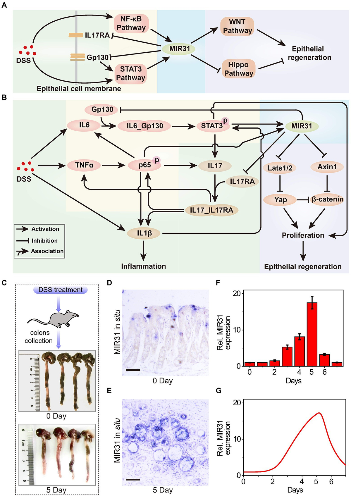 Frontiers | The spring-like effect of microRNA-31 in balancing inflammatory and regenerative ...