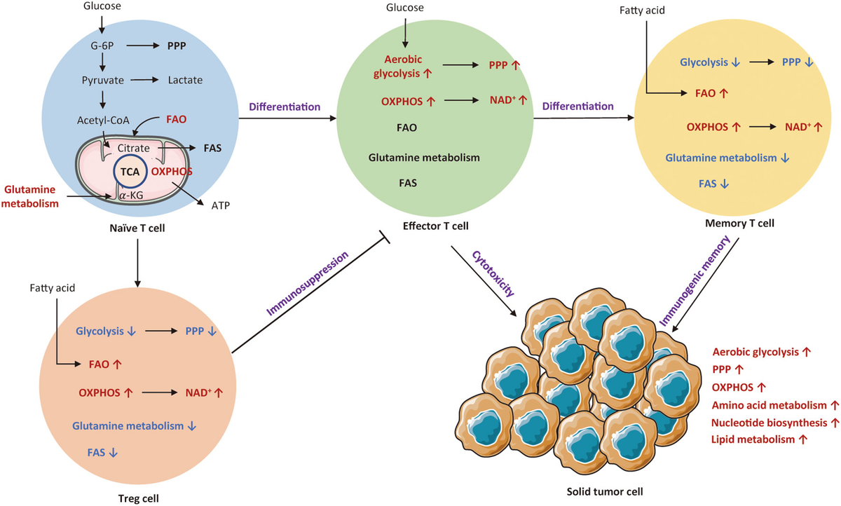 Cell Metabolism New Immunometabolic Strategy Based On Cell