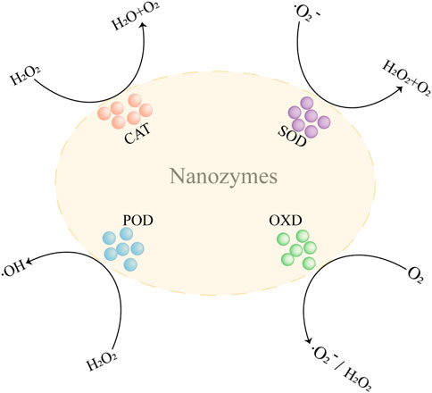 Frontiers | Progress and prospects of nanozymes for enhanced antitumor ...