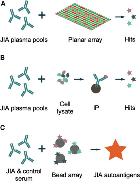 Frontiers | Identification of novel autoantigens as potential ...