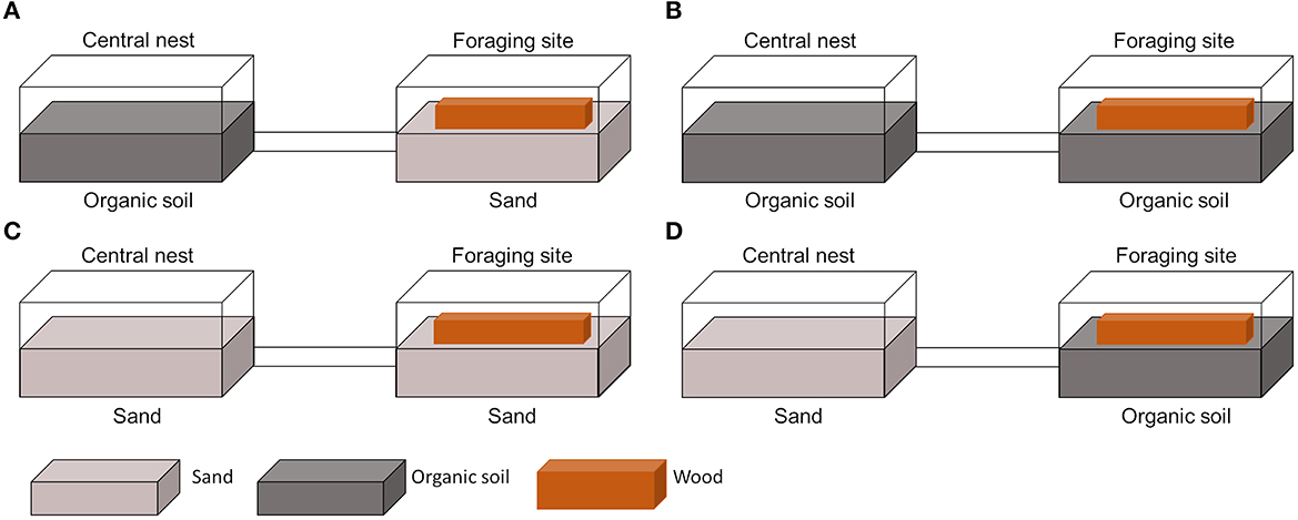 Frontiers | Foraging proportion of the Formosan subterranean termite ...