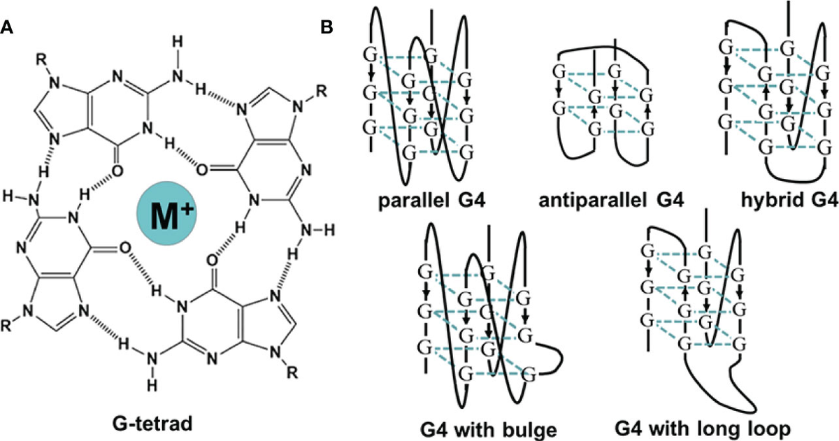 Frontiers | Can G-quadruplex become a promising target in HBV therapy?