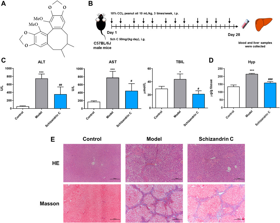 Frontiers | Schizandrin C regulates lipid metabolism and inflammation ...