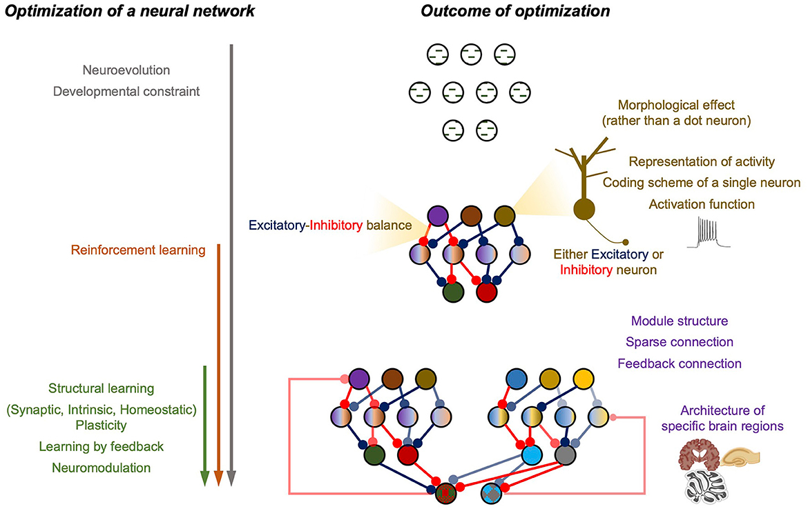 Frontiers | Distinctive properties of biological neural networks and recent advances in bottom ...