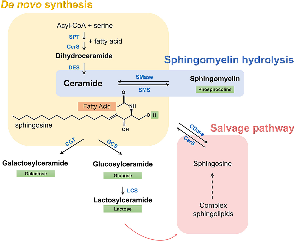 Frontiers | Serum sphingolipid profiling as a novel biomarker for ...