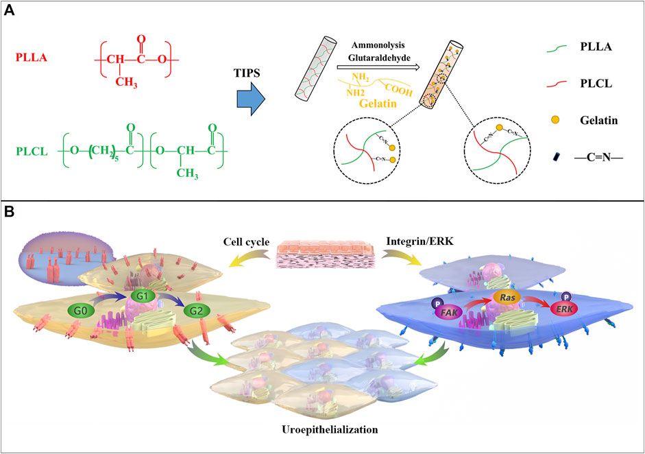 Frontiers | Gelatin-grafted tubular asymmetric scaffolds promote ...