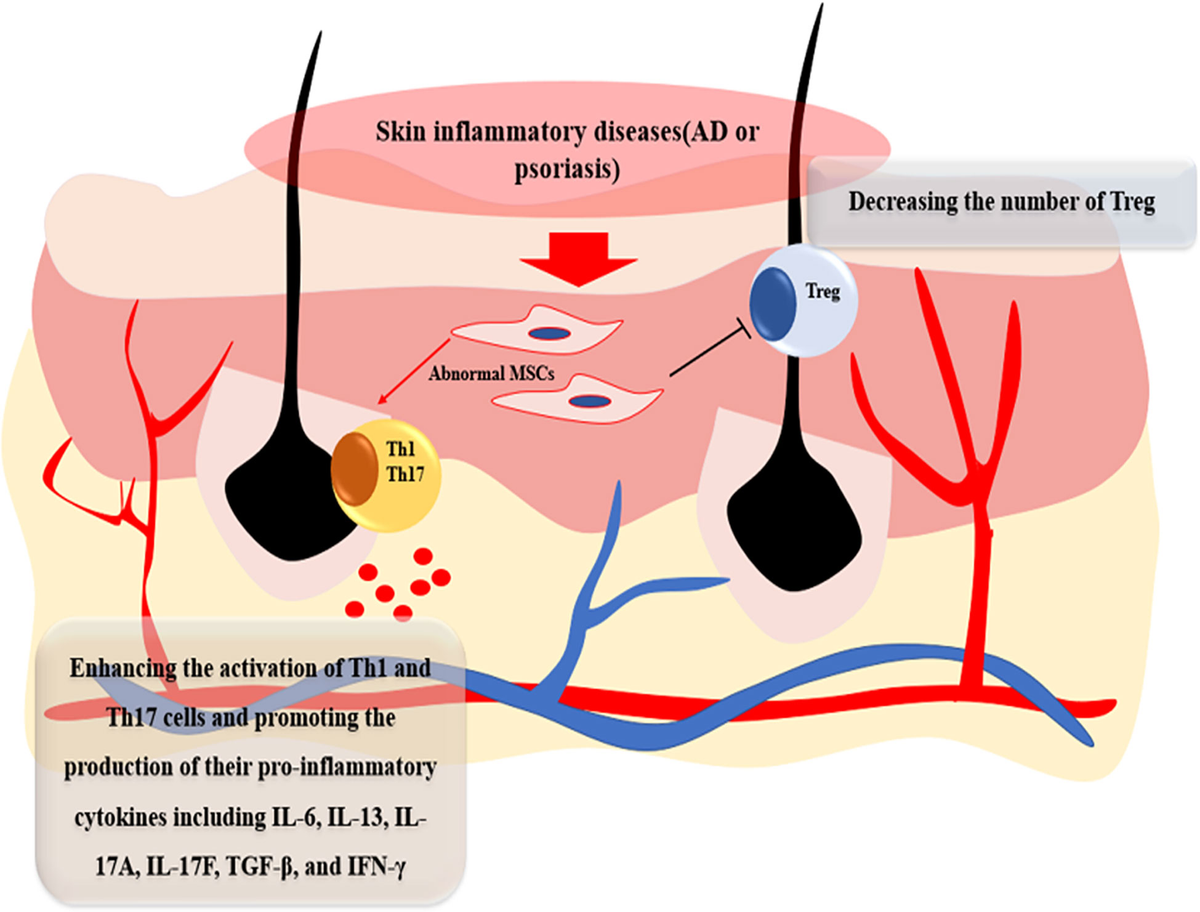 Frontiers | Therapeutic effects of mesenchymal stem cells and their ...