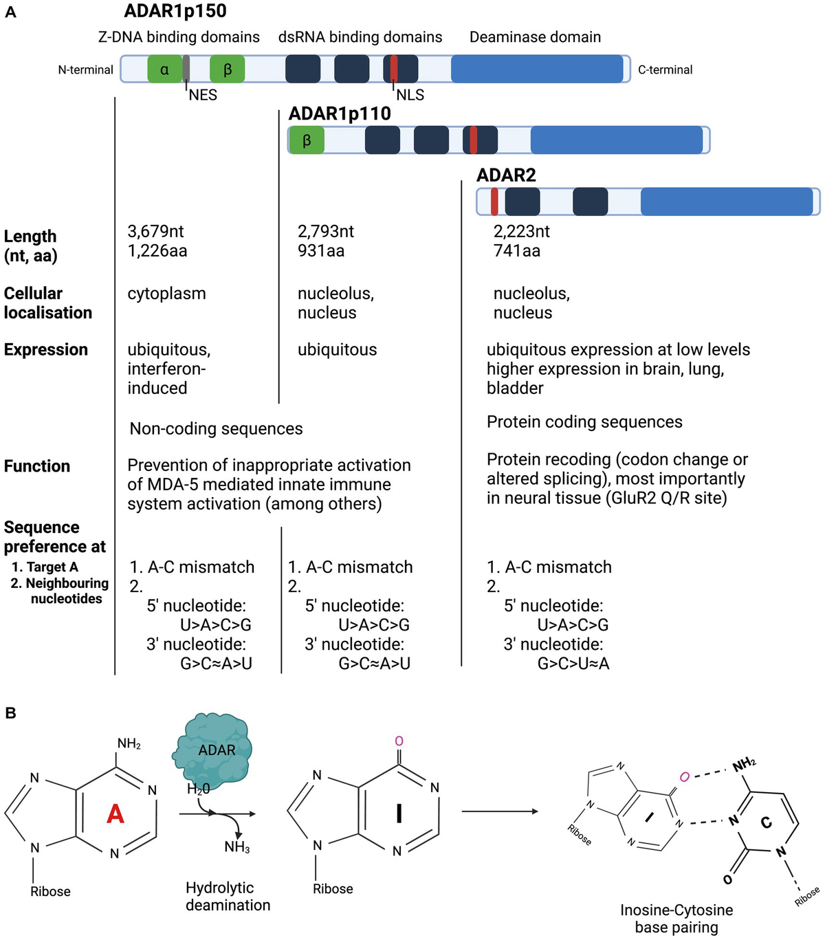 Frontiers | Programmable RNA editing with endogenous ADAR enzymes – a ...