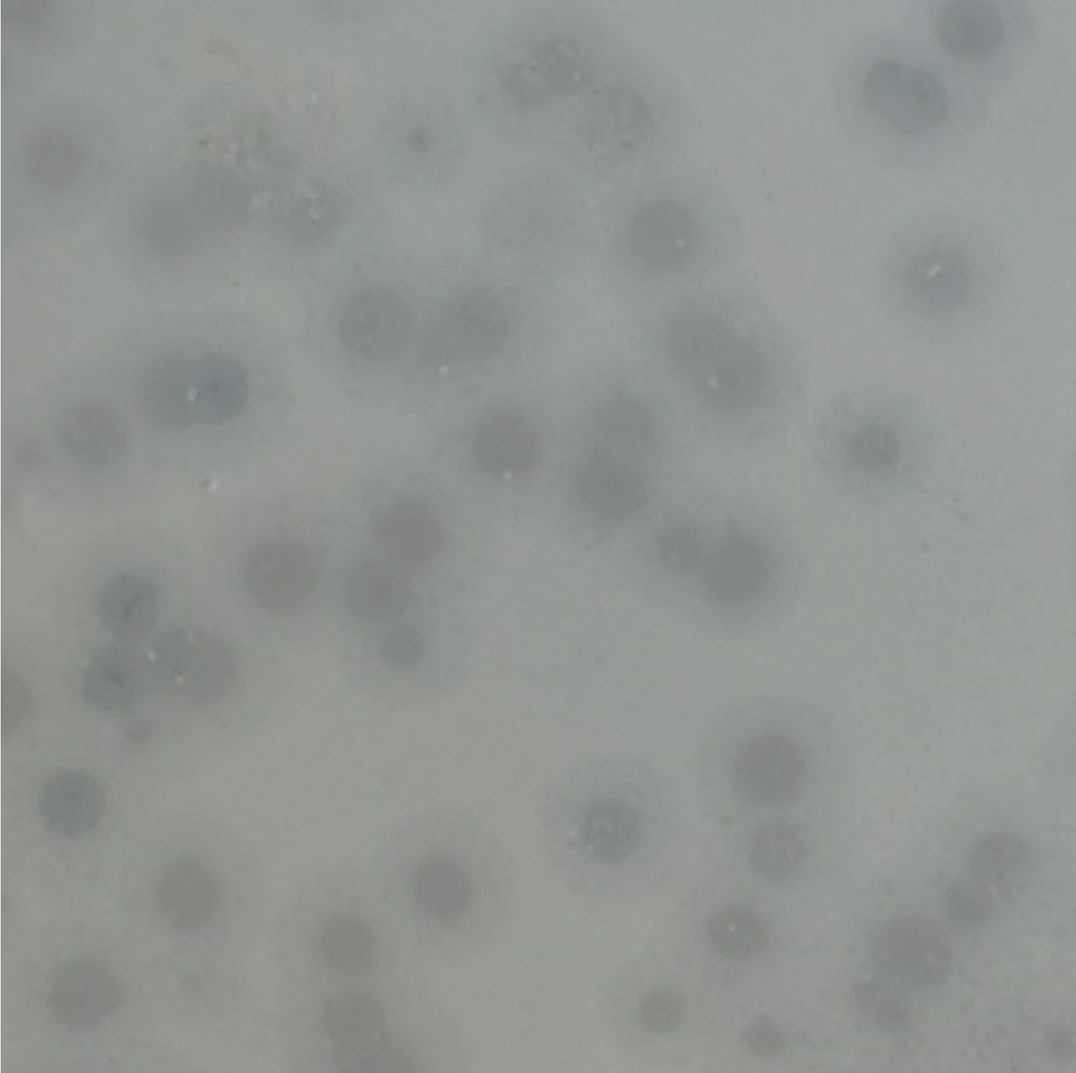 Frontiers | Characterization and genome analysis of Vibrio phage vB ...