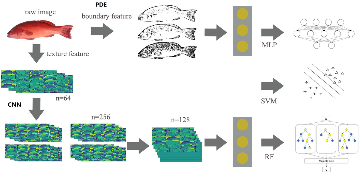 Frontiers | A new non-invasive tagging method for leopard coral grouper (Plectropomus leopardus ...
