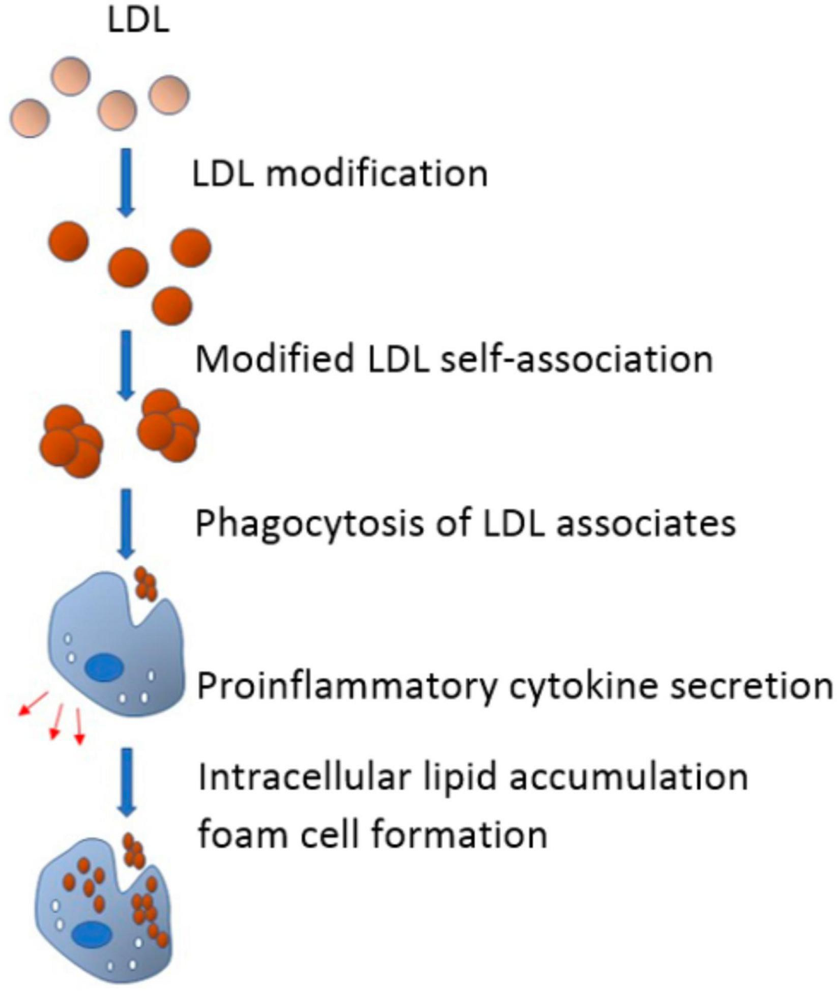 Frontiers | Glycation of LDL: AGEs, impact on lipoprotein function, and ...