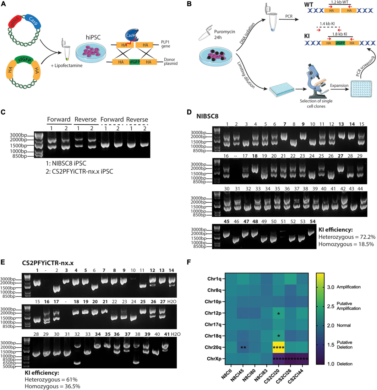 Frontiers | Oligodendrogenesis and myelination tracing in a CRISPR/Cas9 ...