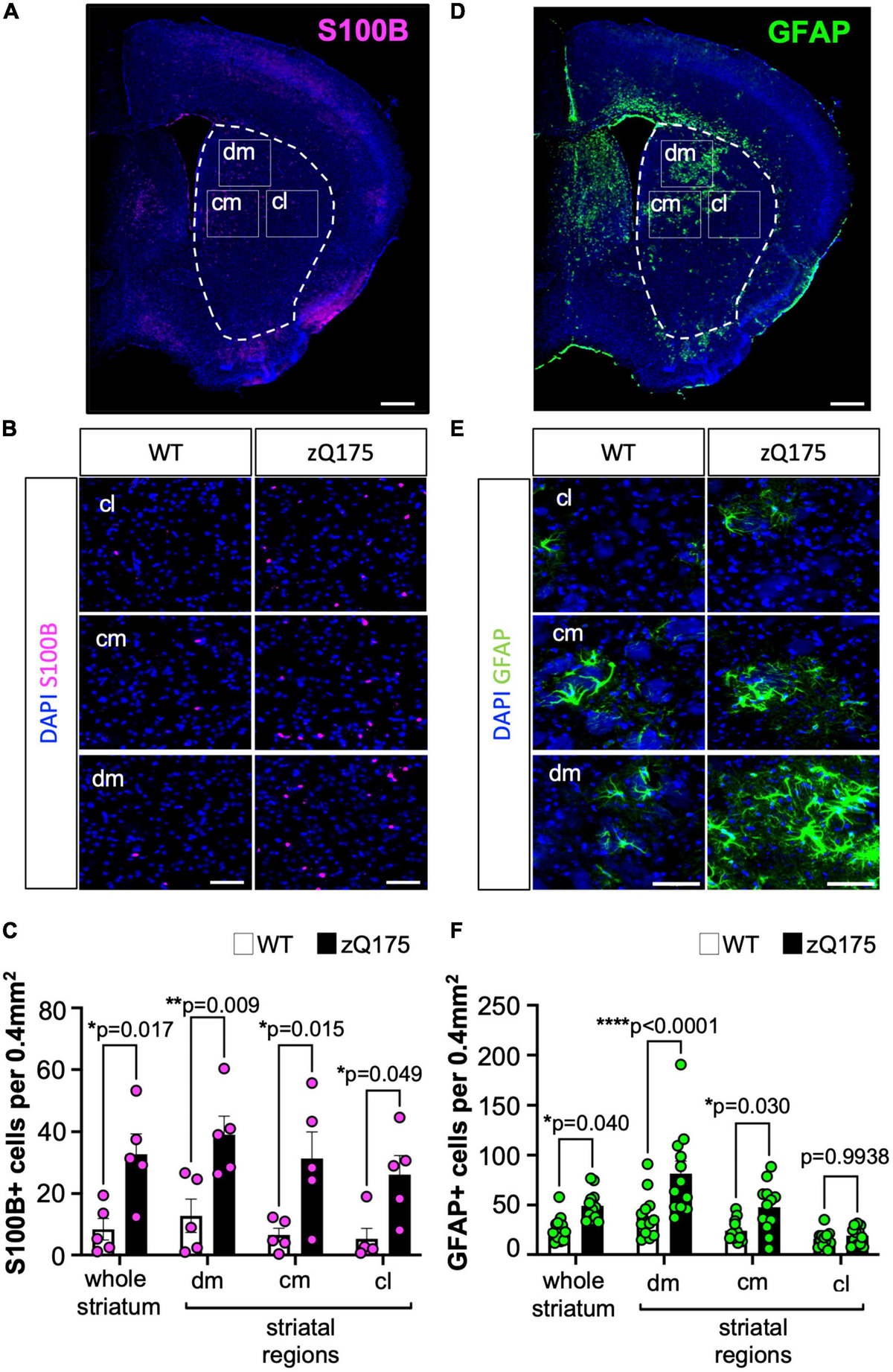 Frontiers | Striatal spatial heterogeneity, clustering, and white ...