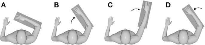 Frontiers | Short-Term Adaptation of Joint Position Sense Occurs during ...