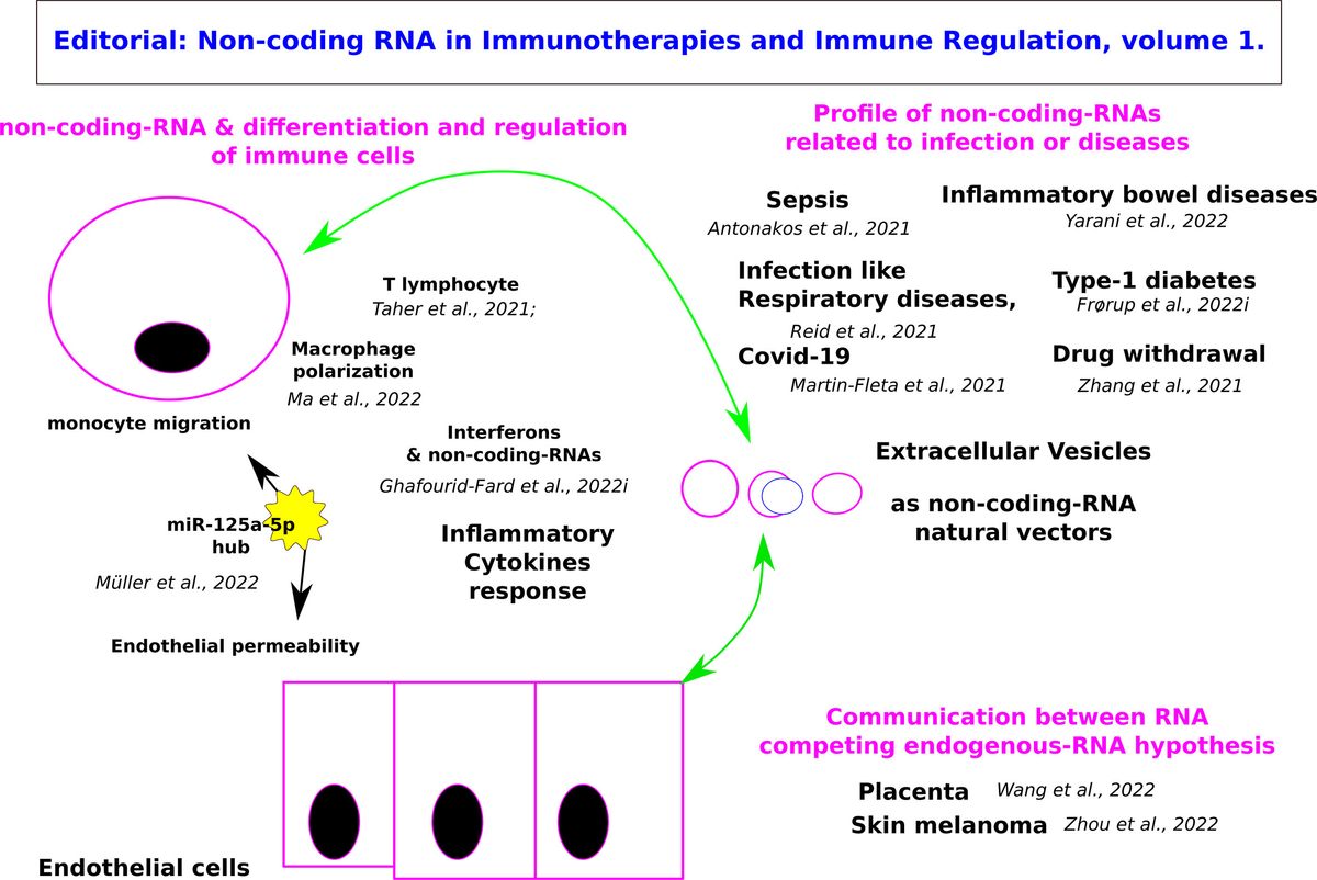 Frontiers | Editorial: Non-coding RNA in immunotherapies and immune regulation