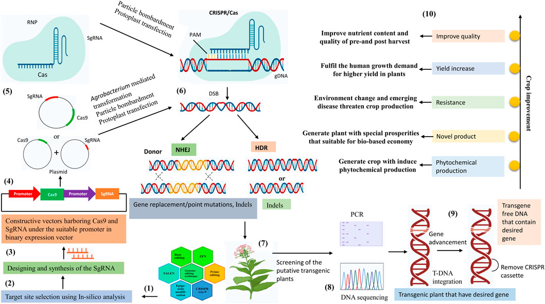 Frontiers | Genome editing for improving nutritional quality, post ...