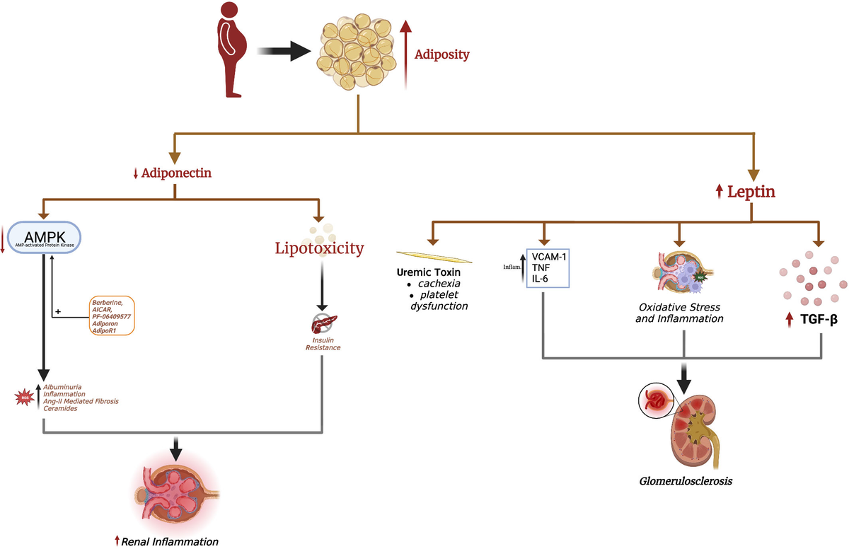 Frontiers | Obesity-related kidney disease: Beyond hypertension and insulin-resistance
