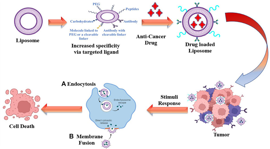 Frontiers “smart” Drug Delivery A Window To Future Of Translational