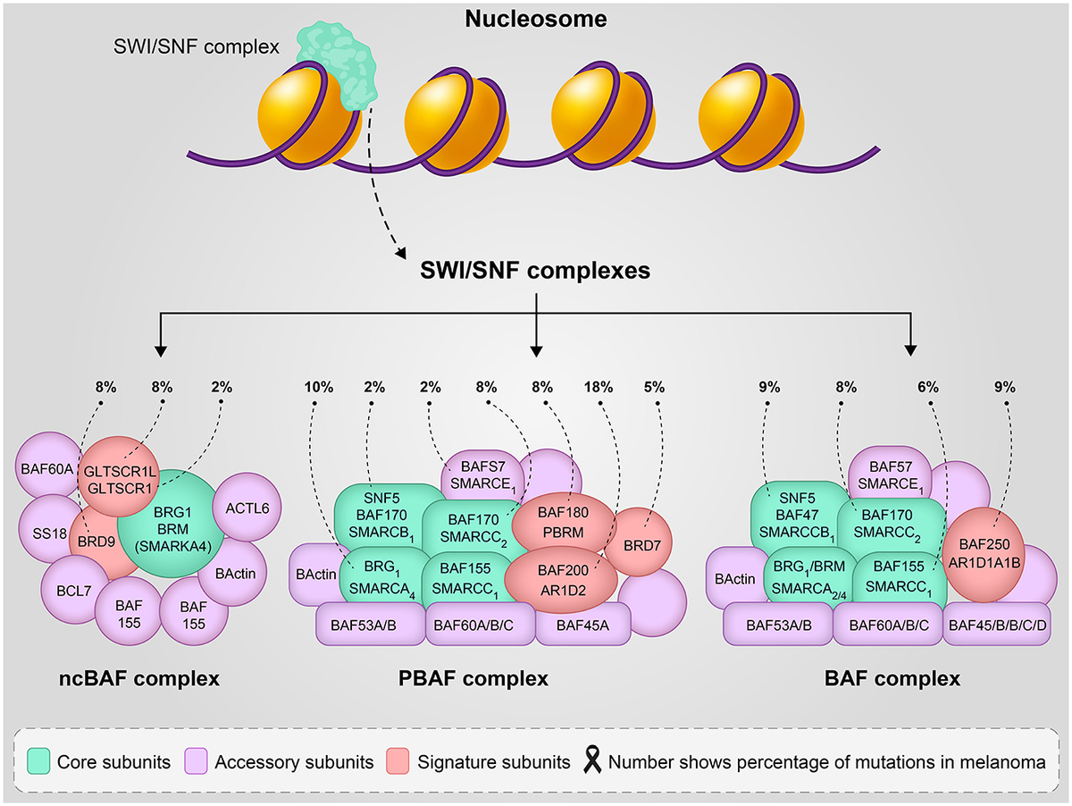 Frontiers | SWI/SNF complex, promising target in melanoma therapy ...