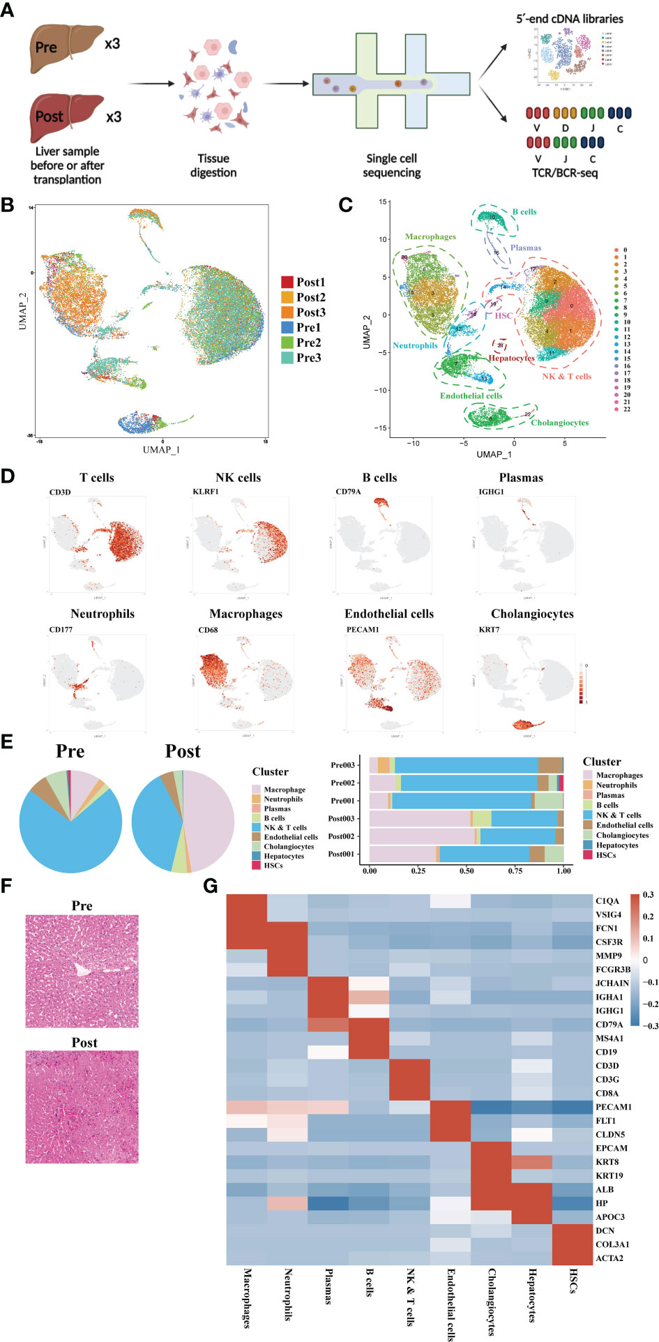 Frontiers | Single-cell RNA-seq revealing the immune features of donor ...