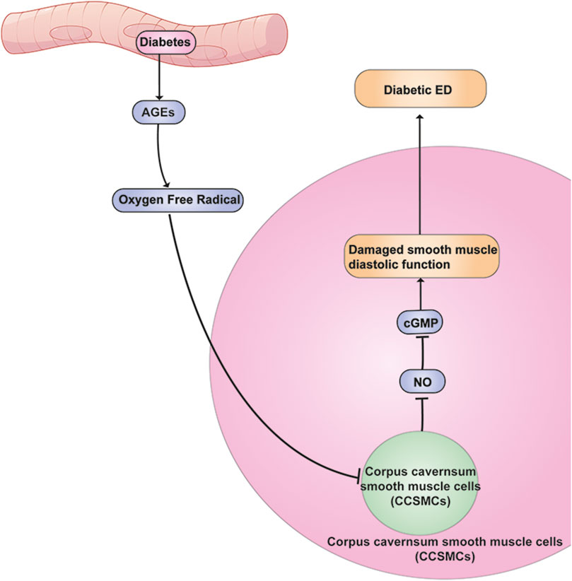 Frontiers | Advances in physical diagnosis and treatment of male ...