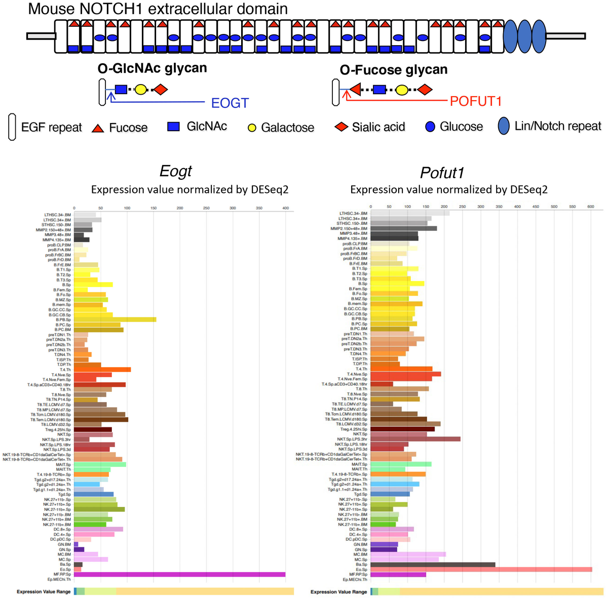 Frontiers | Synergistic regulation of Notch signaling by different O ...